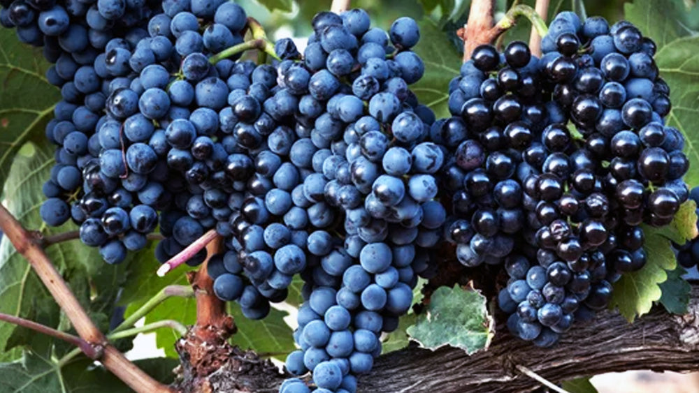 Tempranillo: De Spannende Spanjaard onder de Druivensoorten